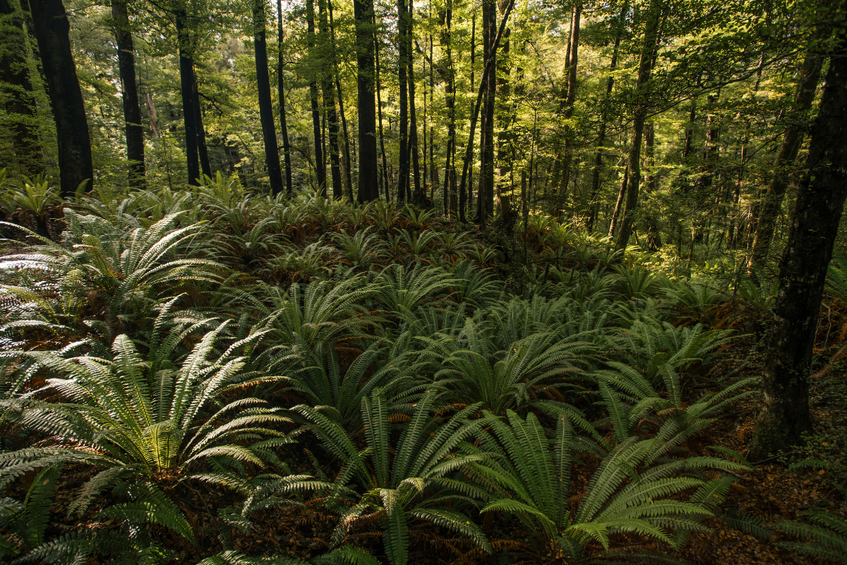 Inspiring Kids to Love New Zealand's Native Plants
